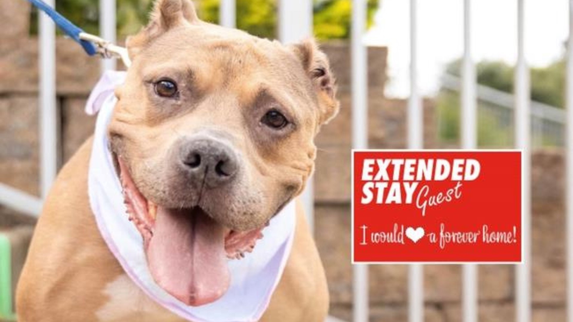 CMPD seeks urgent dog adoptions | wcnc.com