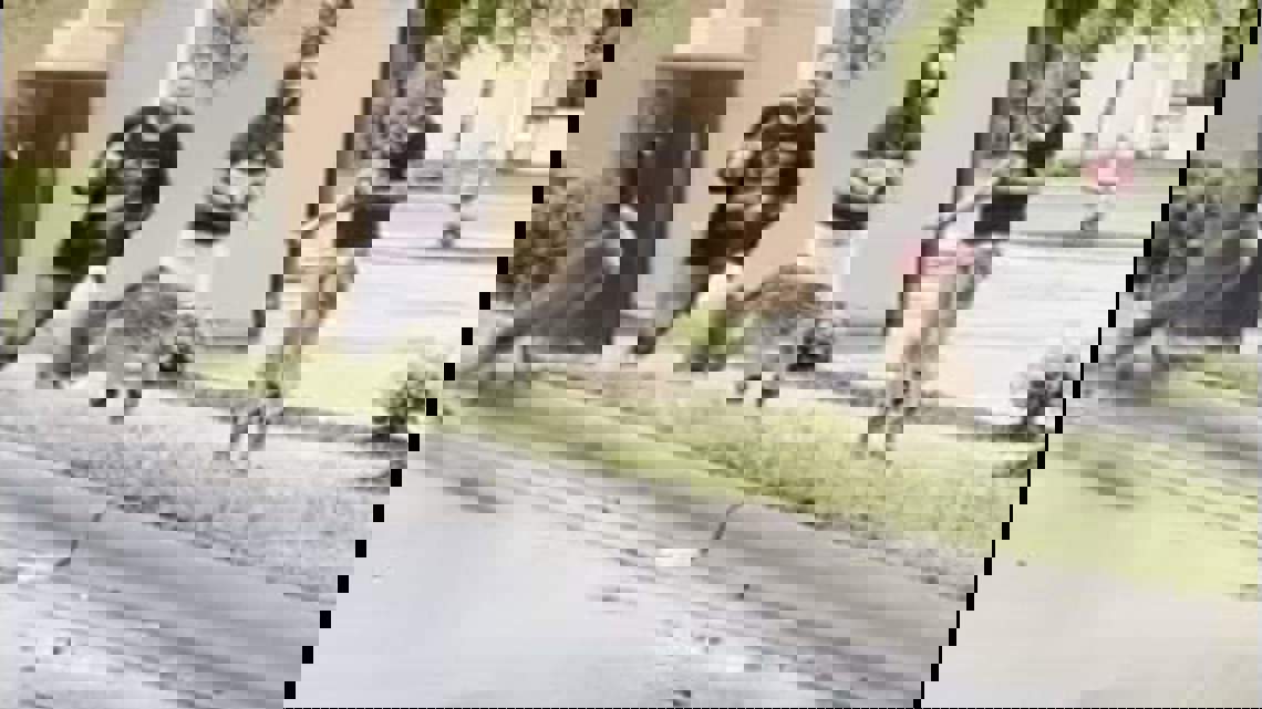 NC wildlife experts looking for people stealing geese babies | wcnc.com