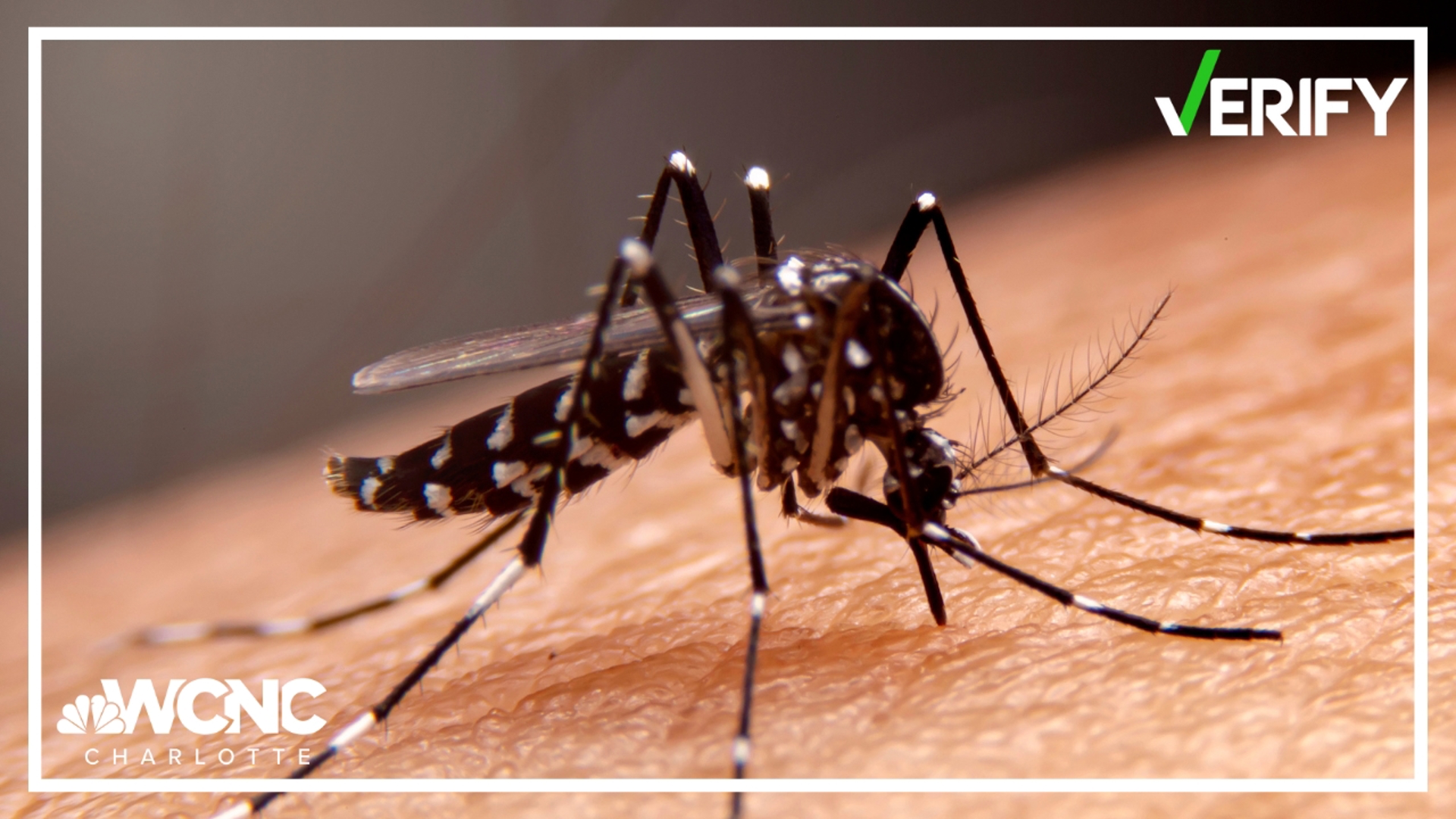 Mosquito FAQs: Answering common questions about mosquitoes | VERIFY ...