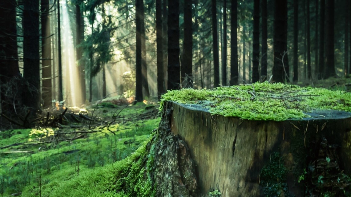 YouDay: The lessons we can learn from tree stumps | wcnc.com