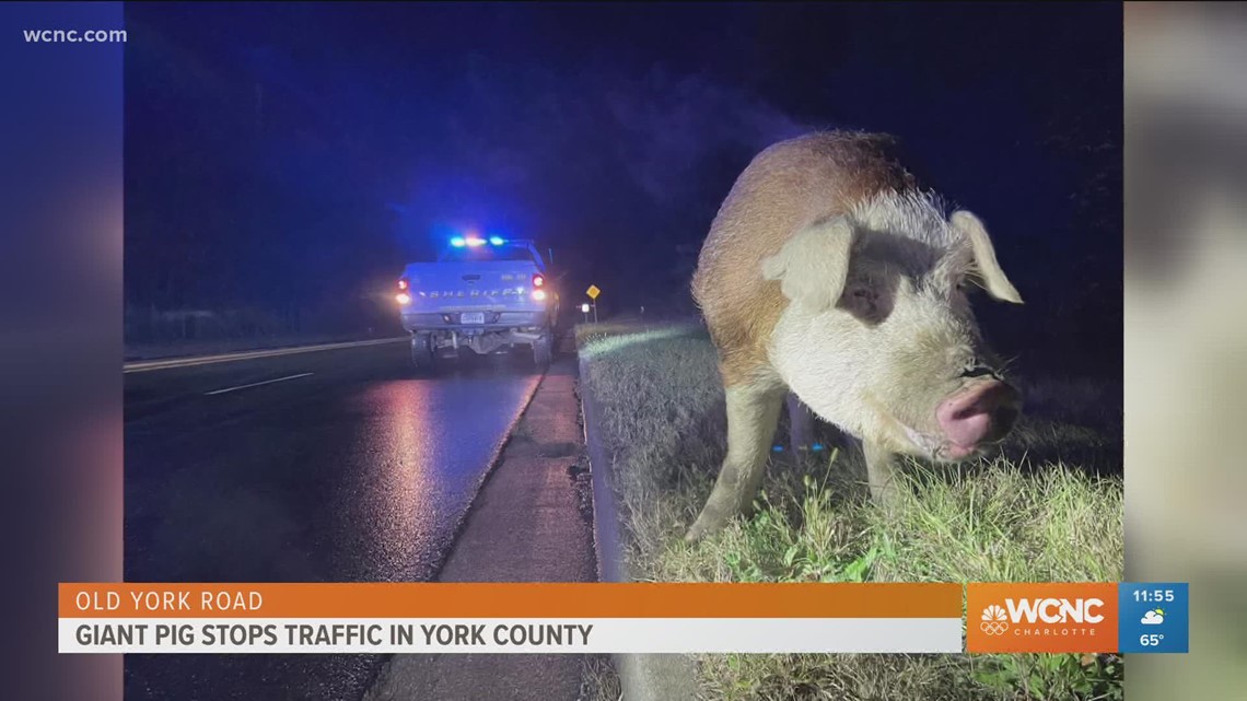 Loose pig shuts down highway in York County | wcnc.com