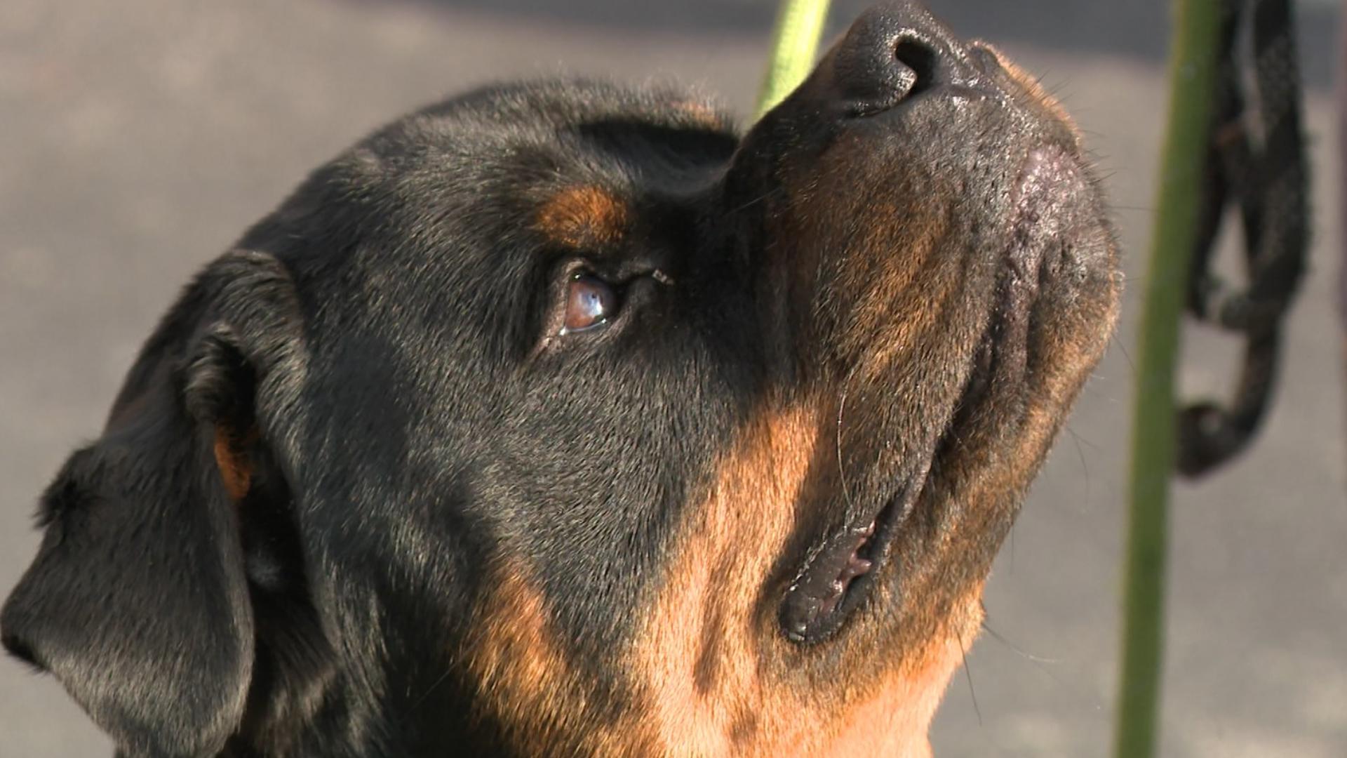 Homicide investigation in SW Charlotte after man found dead | wcnc.com