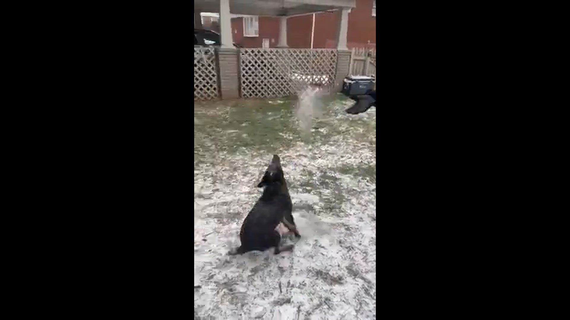 Snow Dog!! | wcnc.com