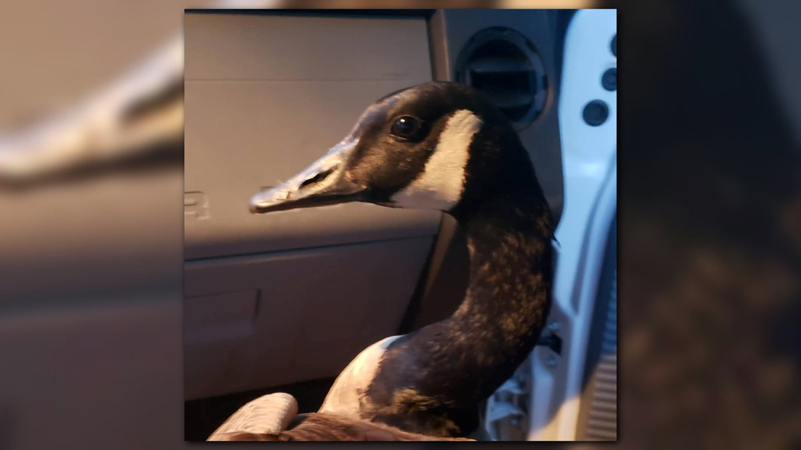 Carolina Rescue: Goose clings to rotten eggs as people throw trash on ...