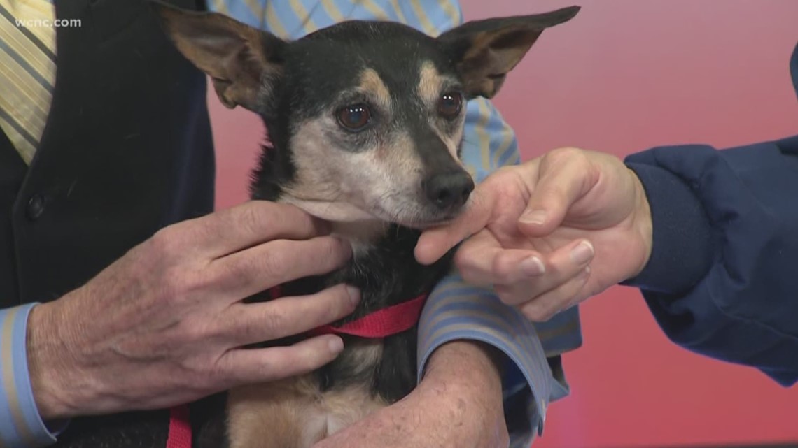 Meet our Tailwagger | wcnc.com