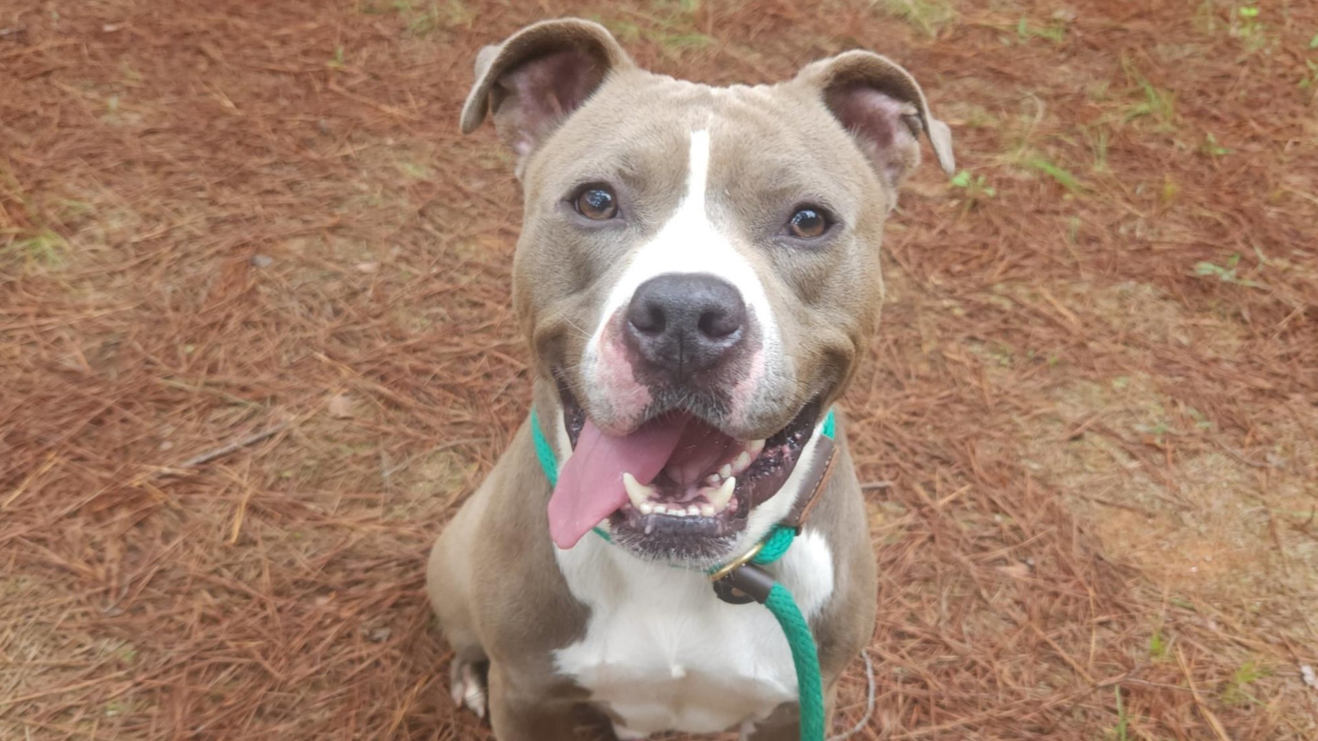 Charlotte animal shelter pleads for community to help | wcnc.com