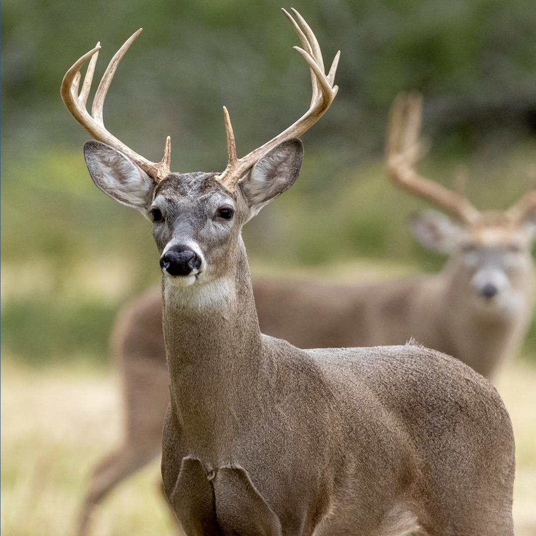 NC deer attacks prompt wildlife officials to warn against keeping them ...