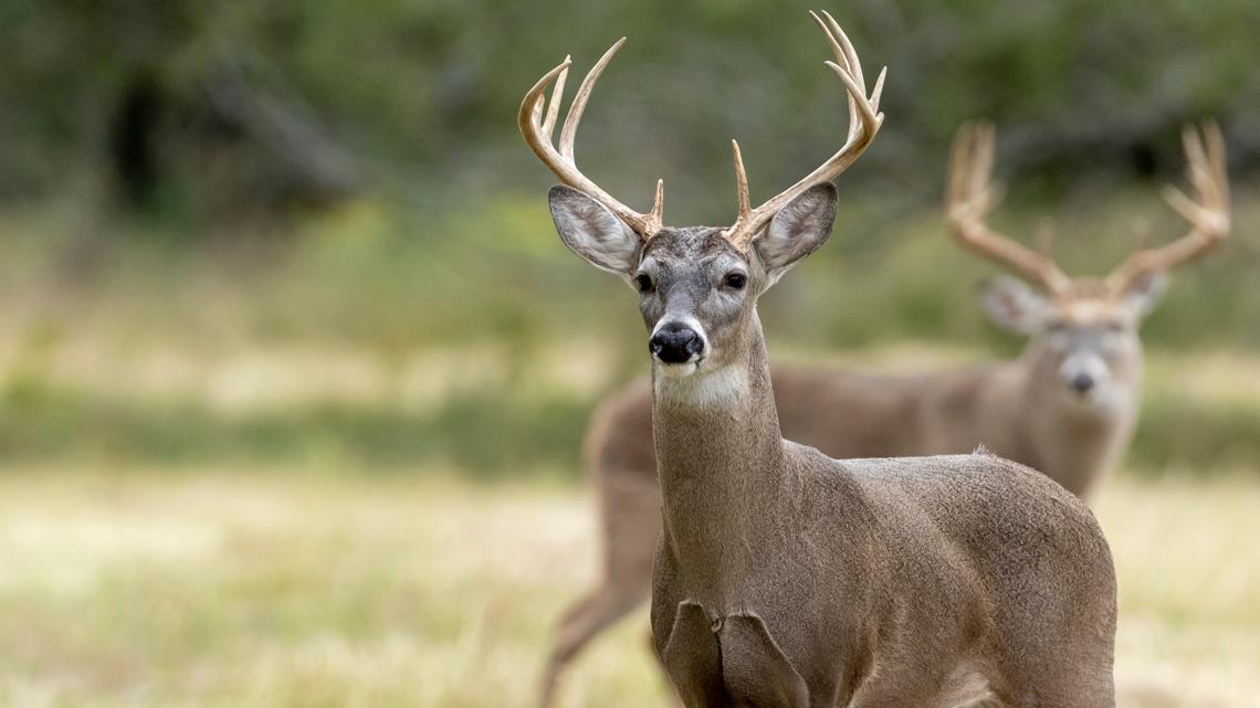 NC deer attacks prompt wildlife officials to warn against keeping them ...