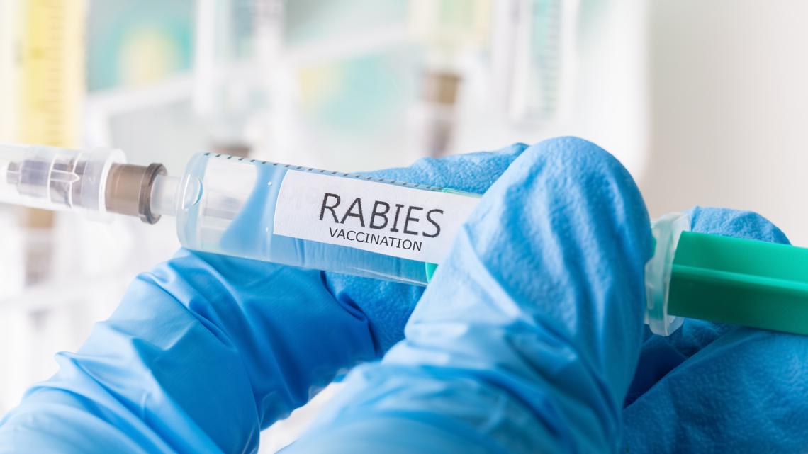 Human rabies exposure from kitten, raccoon leads to alert in Rowan ...