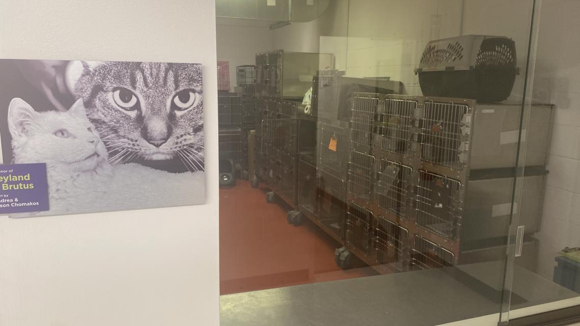 Stand For Animals has a mission in Charlotte | wcnc.com