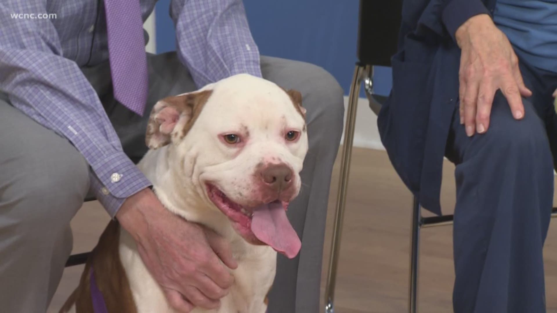 Meet this Tuesday’s Tail Wagger | wcnc.com