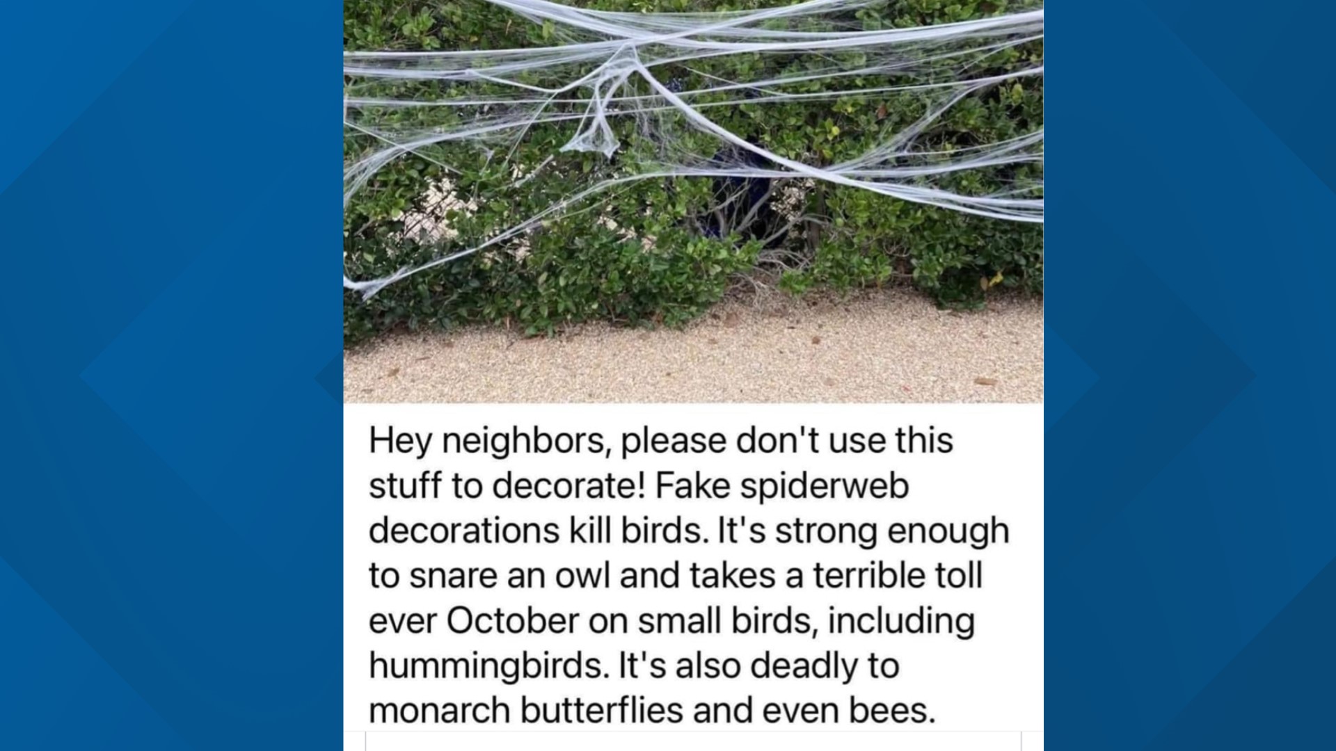 Yes, fake decorative spiderwebs can be dangerous to wildlife | wcnc.com