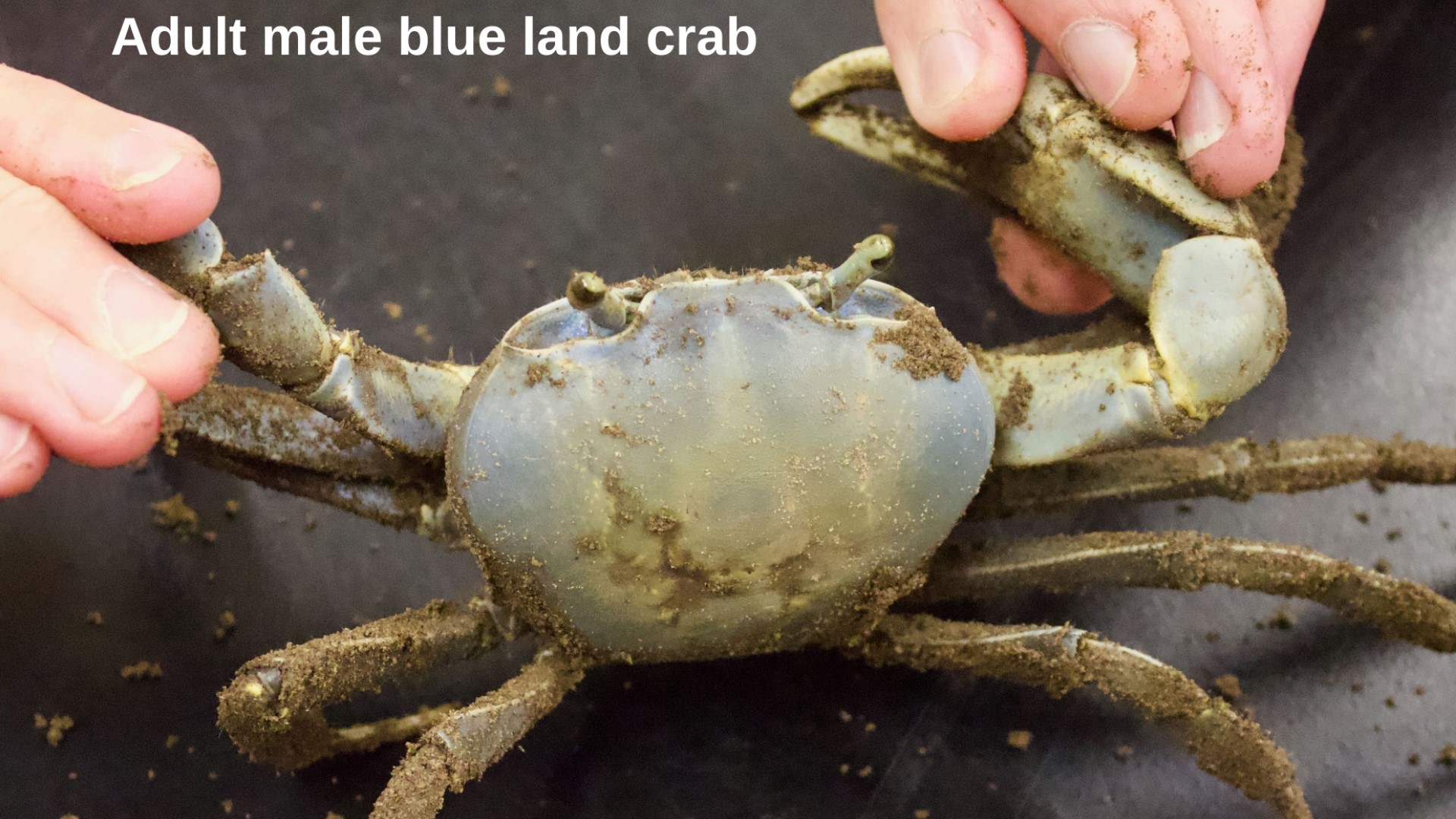 Invasive blue land crab | wcnc.com