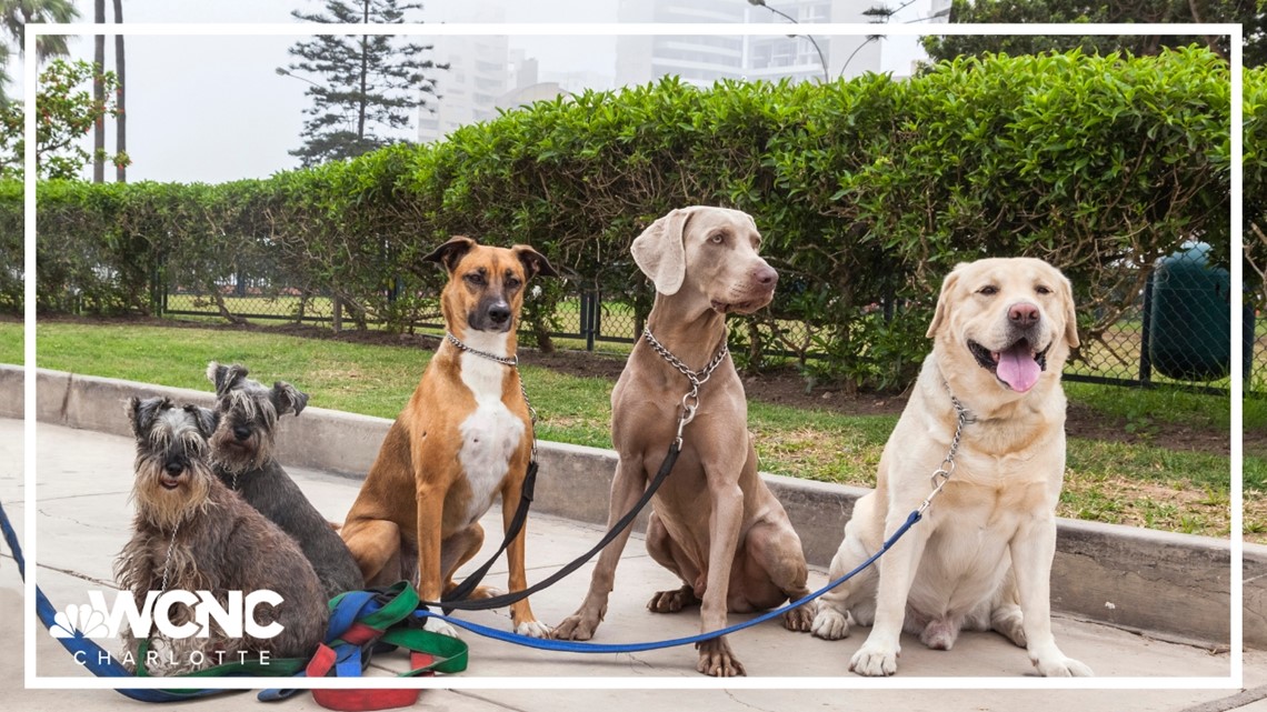 Most popular purebred dog breeds in the U.S. | wcnc.com