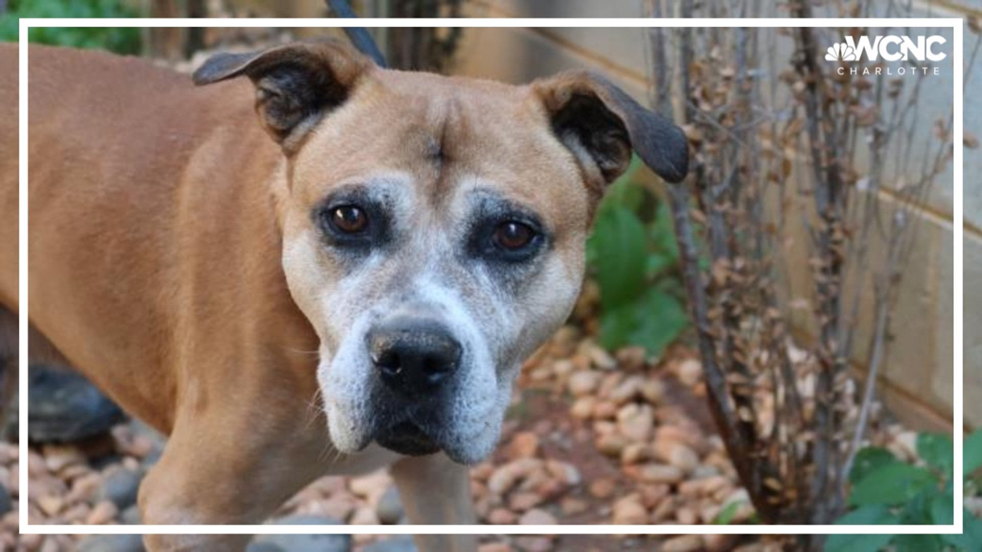CMPD seeks urgent dog adoptions | wcnc.com