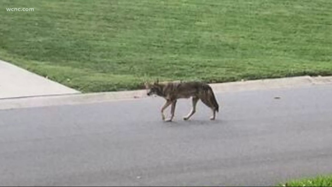Coyotes spotted in south Charlotte | wcnc.com