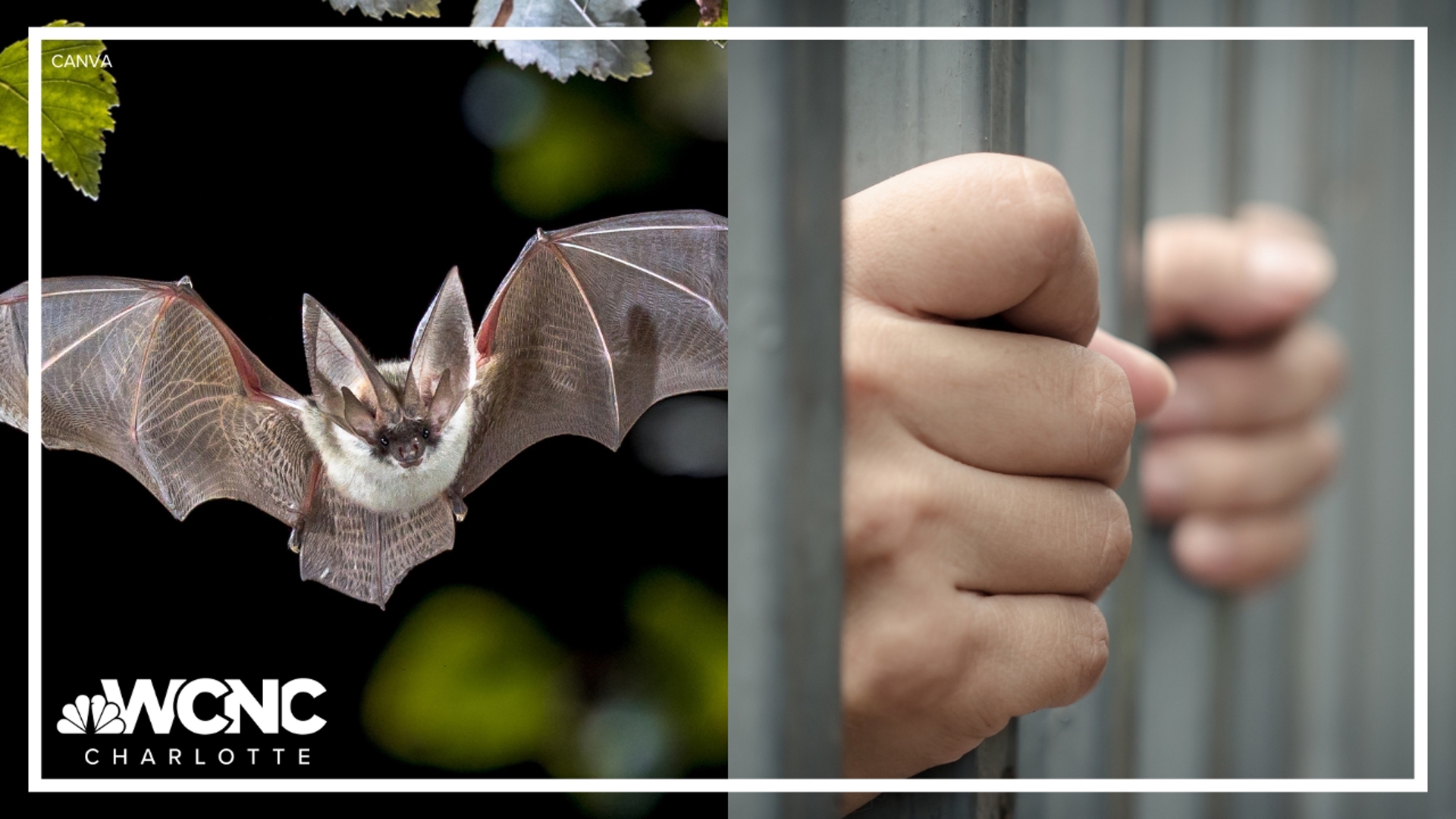 Inmates treated for rabies after bats found a way into Salisbury prison ...