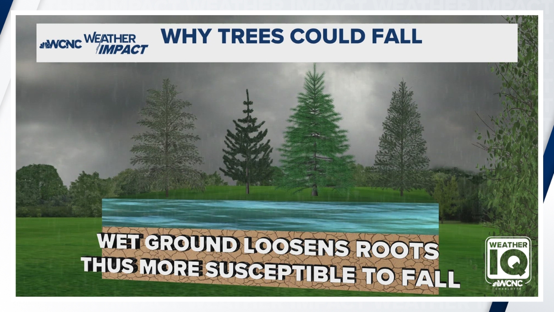 Tree falls on power lines in south Charlotte neighborhood | wcnc.com