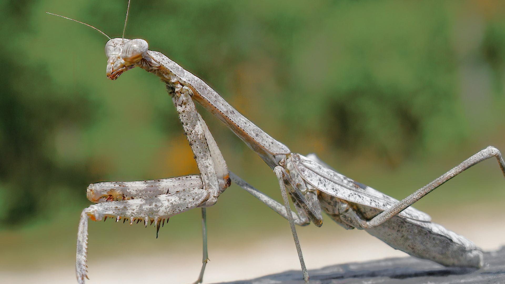State insect 'Carolina mantis' protects spring plants | wcnc.com