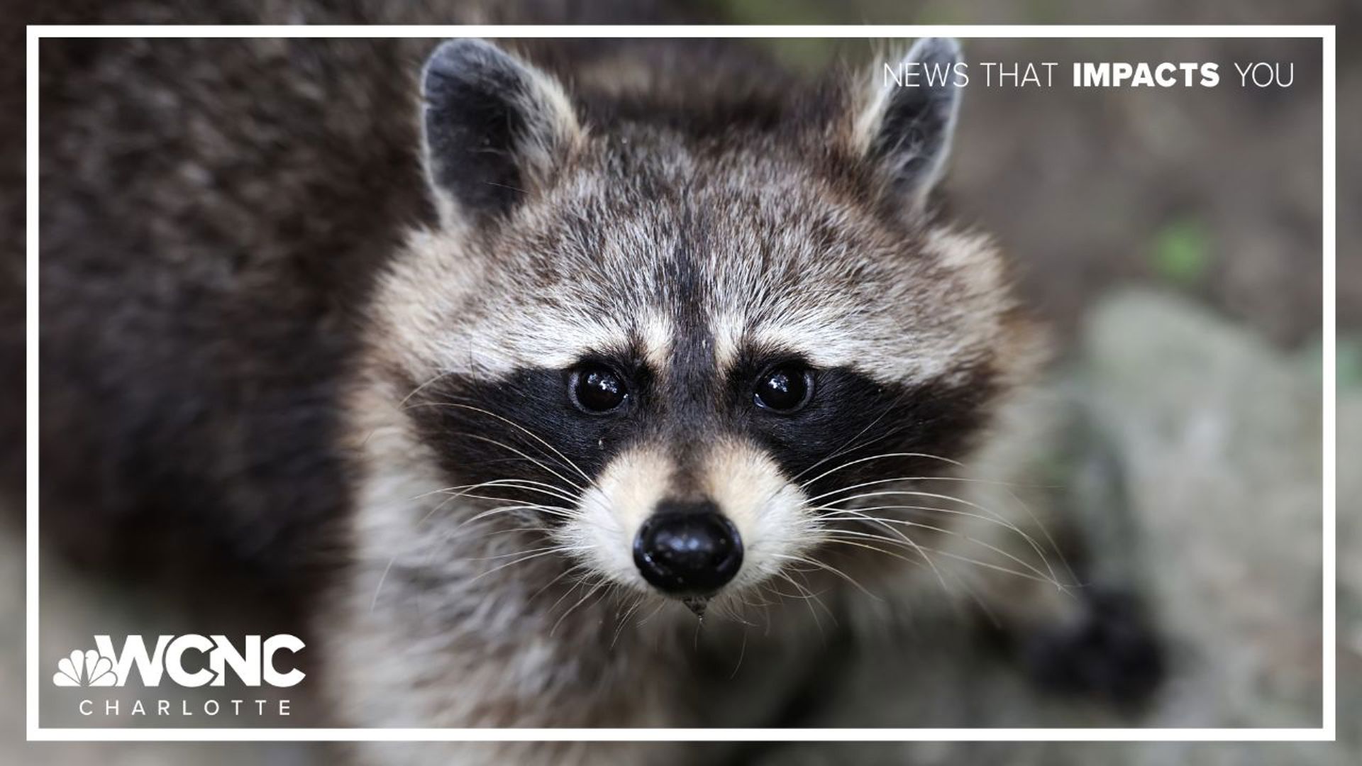 Lincoln County officials confirm 15th case of rabies | wcnc.com