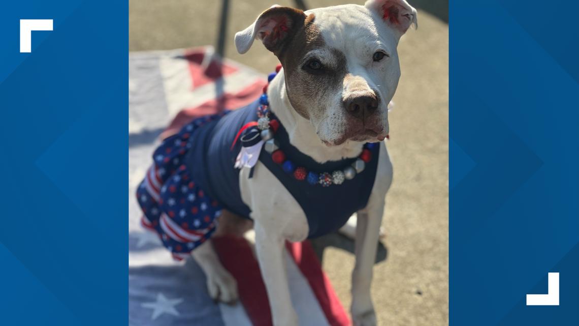 New Mooresville Dog Mayor elected | wcnc.com