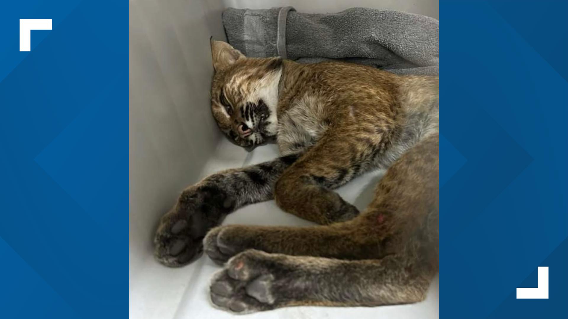 Bobcat trapped in car with broken arm in Lincoln County | wcnc.com