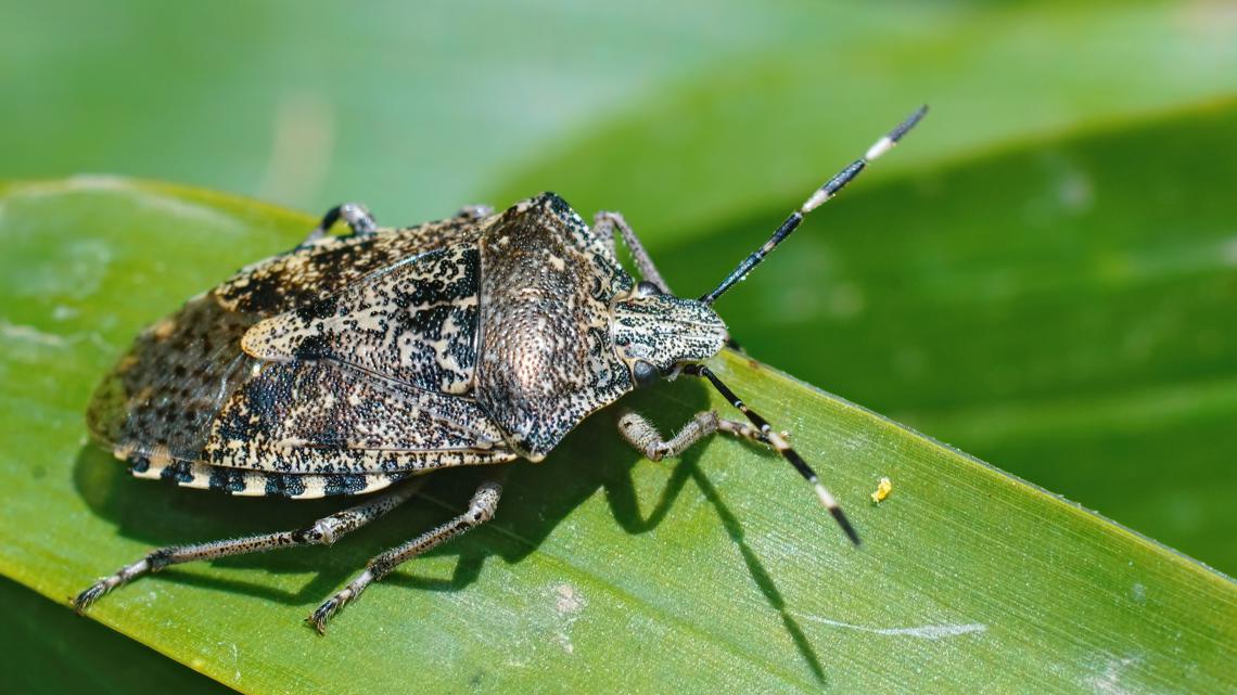 Keep stink bugs out as fall hits the Carolinas | wcnc.com