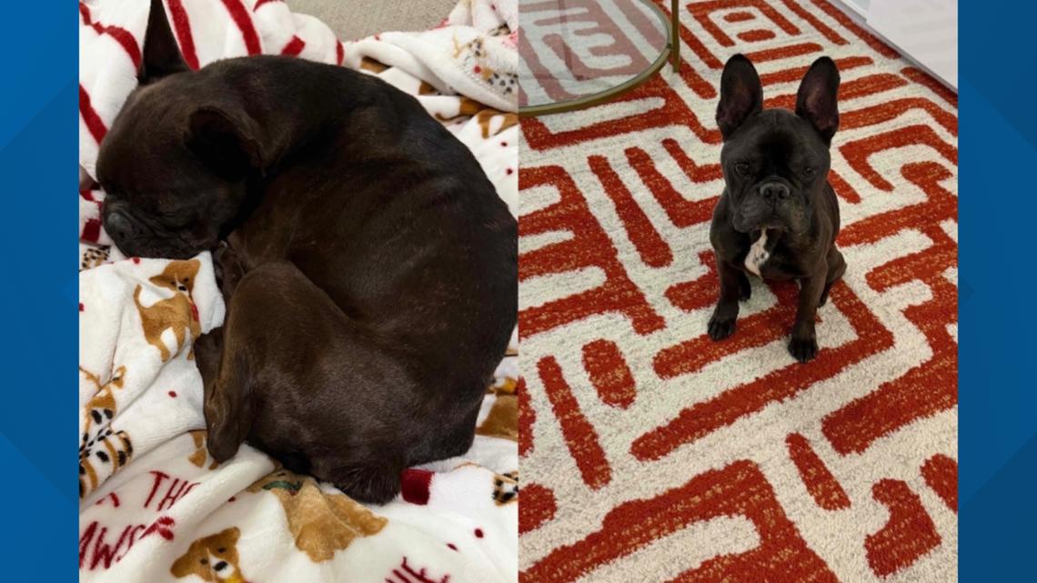 Julio the French bulldog is back home with his owner nearly a year ...