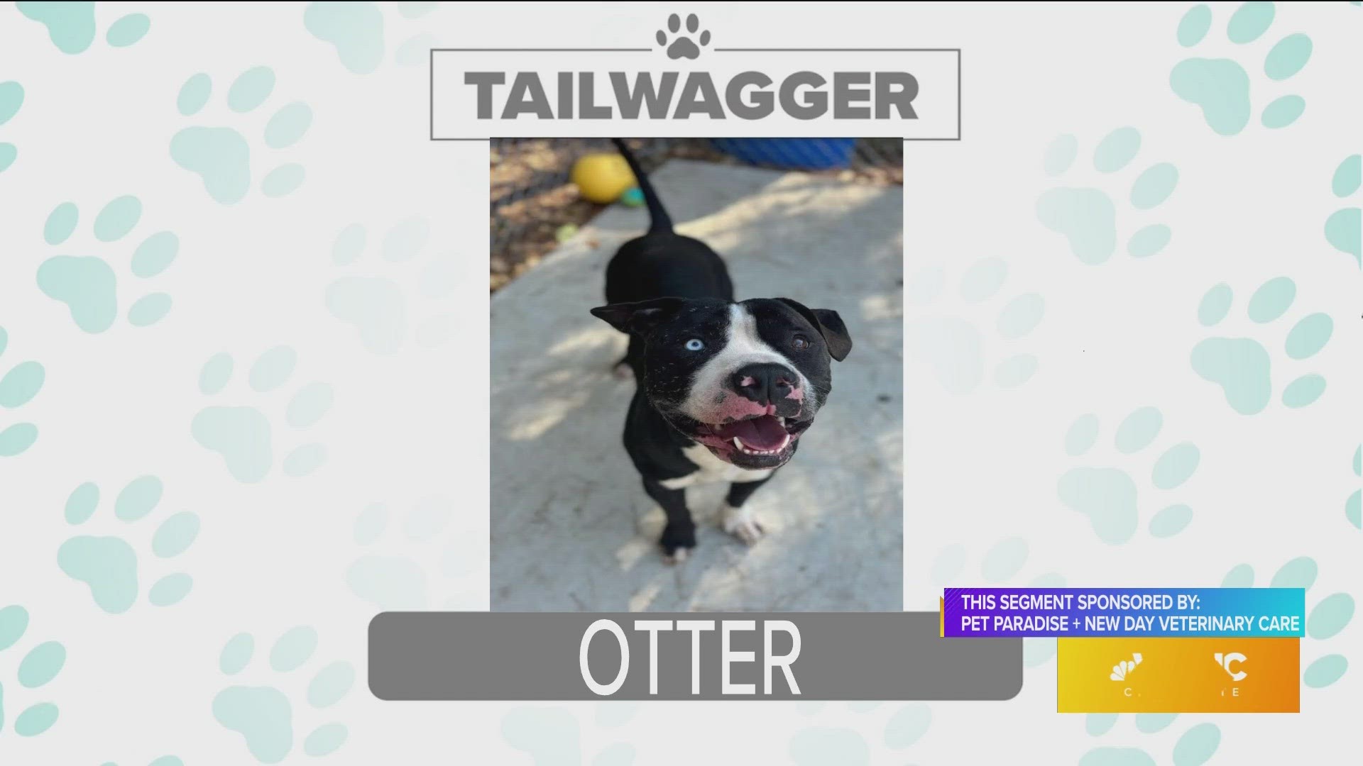 Today's Tailwagger is Otter, sponsored by Pet Paradise + New Day ...