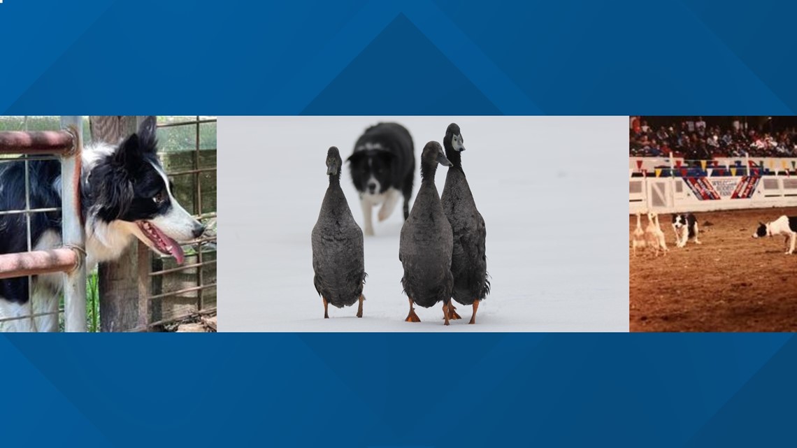 Shepherding border collie demonstration this weekend | wcnc.com