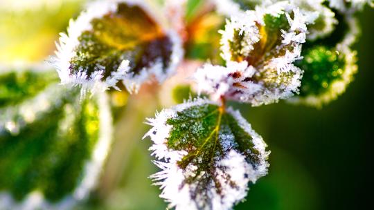 How frost forms and the different types | wcnc.com