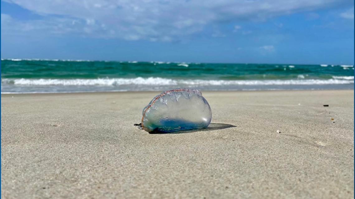 Stinging Portuguese man o' war jellyfish wash up on OBX beaches | wcnc.com