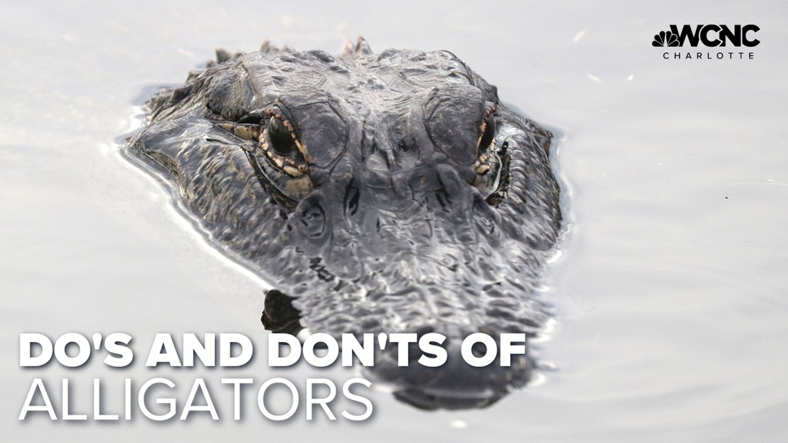 The do's and don'ts of alligator encounters | wcnc.com
