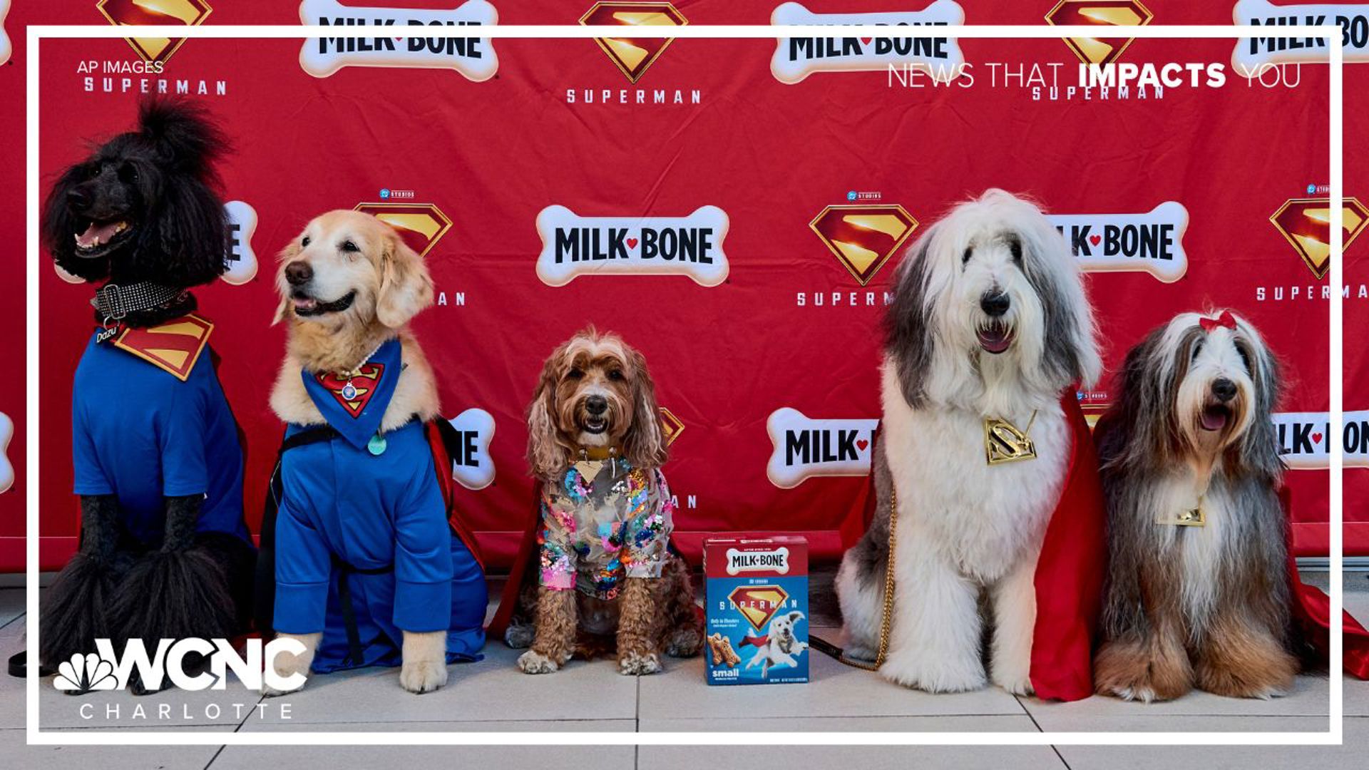 New 'Superman' movie spikes interest in dog adoptions | wcnc.com