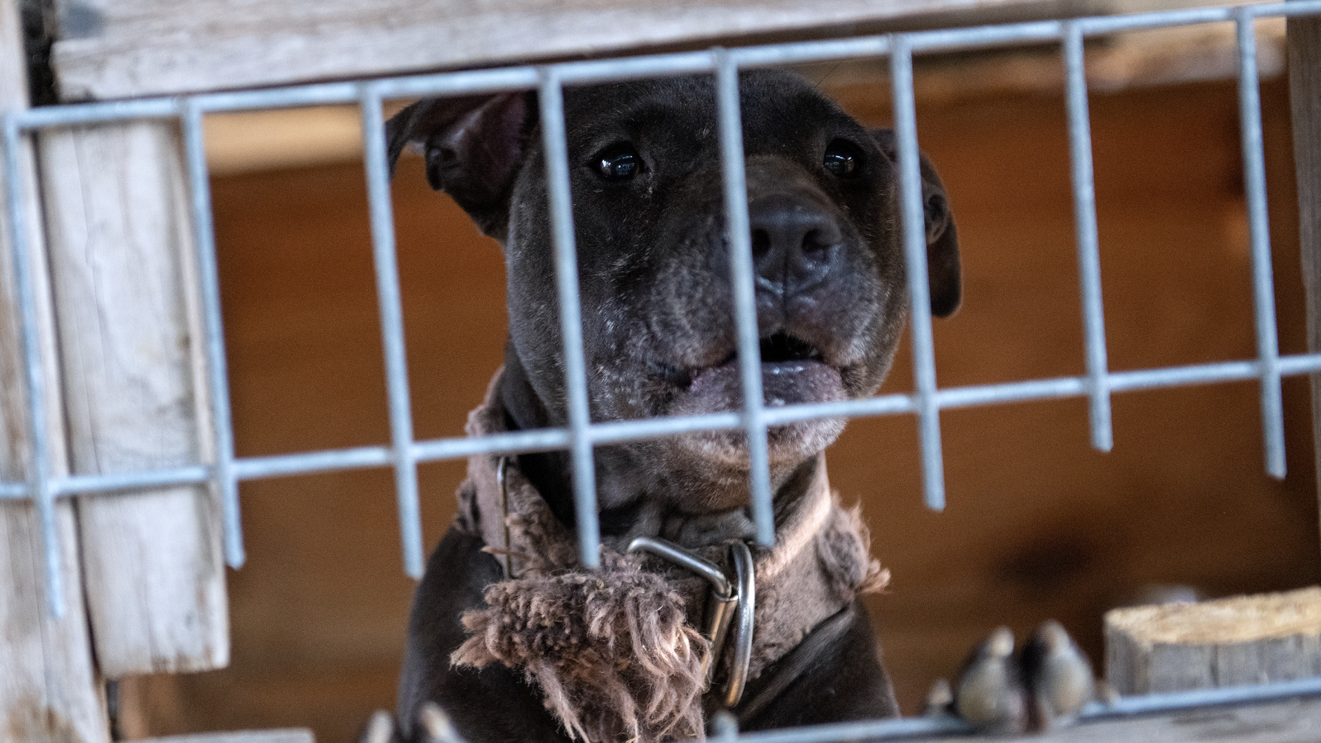 Law enforcement cracking down on illegal dogfighting: 'We will find you ...