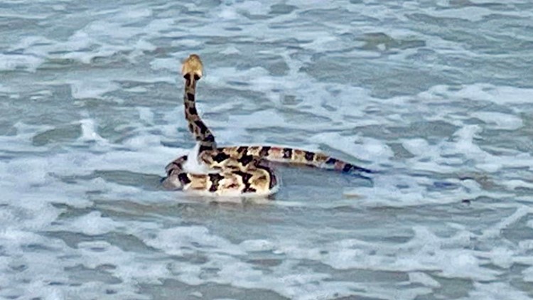 Snake sighted along SC beach | wcnc.com