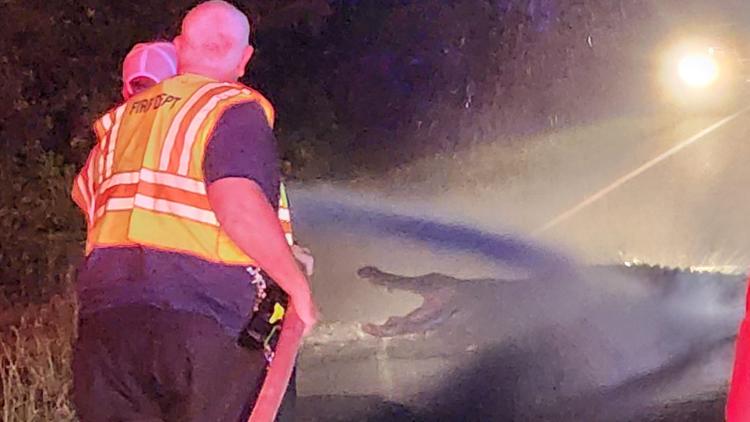 Alligator lunging at cars near Boiling Spring Lake, NC | wcnc.com