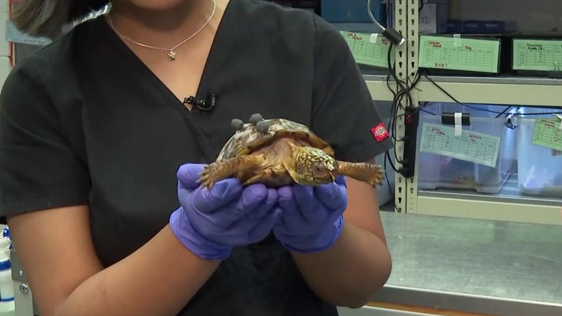 NC State turtle rescue team asks lawmakers for special license plate ...