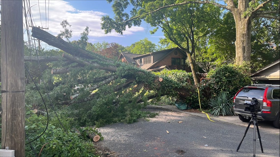 Huge tree in Dilworth takes down power poles, causes outage | wcnc.com