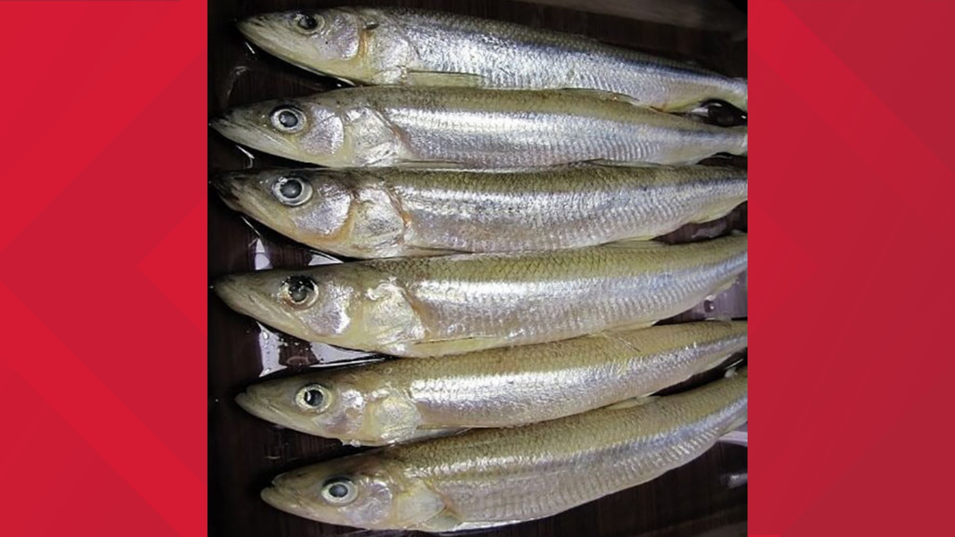 Rescue needs fish donations for birds seeking shelter from Dorian ...