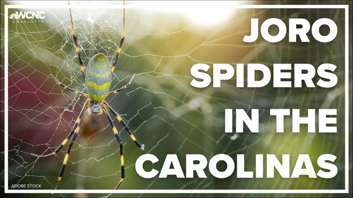 Invasive Joro spiders could spread along the East Coast | wcnc.com