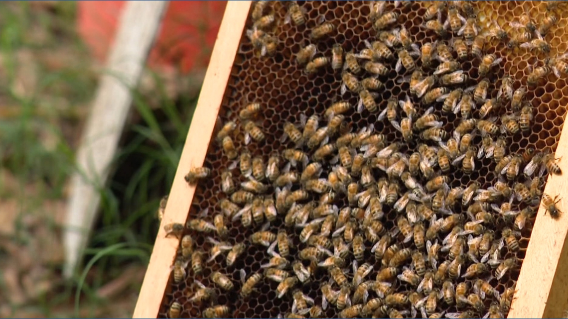 Beekeepers continue rebuilding NC colonies in Helene's aftermath | wcnc.com