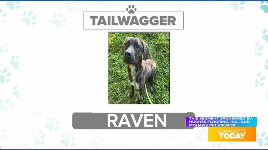 Raven is today's Tuesday Tailwagger - sponsored by Hughes Flooring, Inc ...