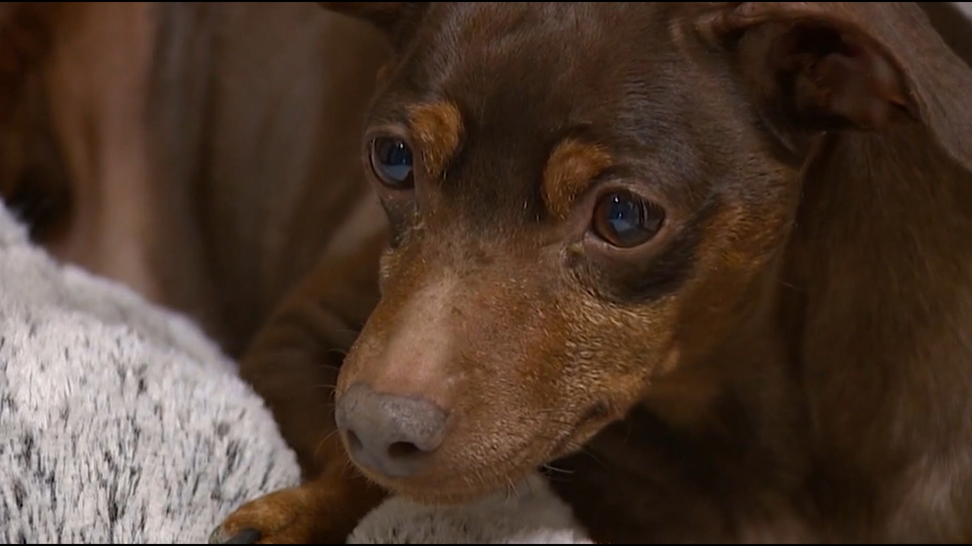 Are there more armadillos in NC? | wcnc.com