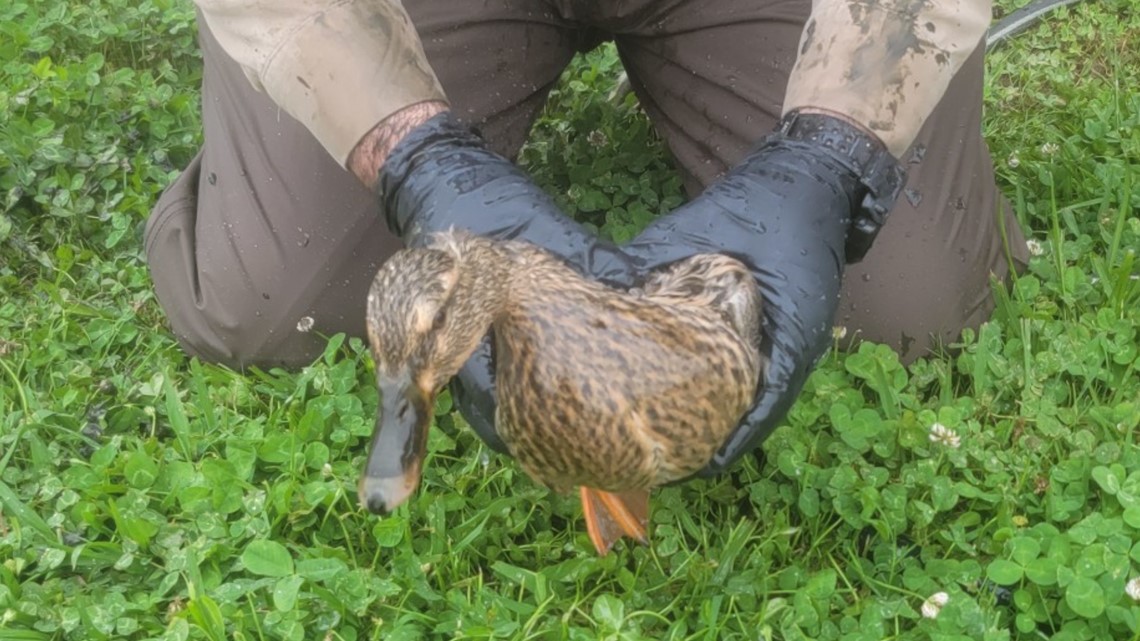 Duck rescued in Union County | wcnc.com