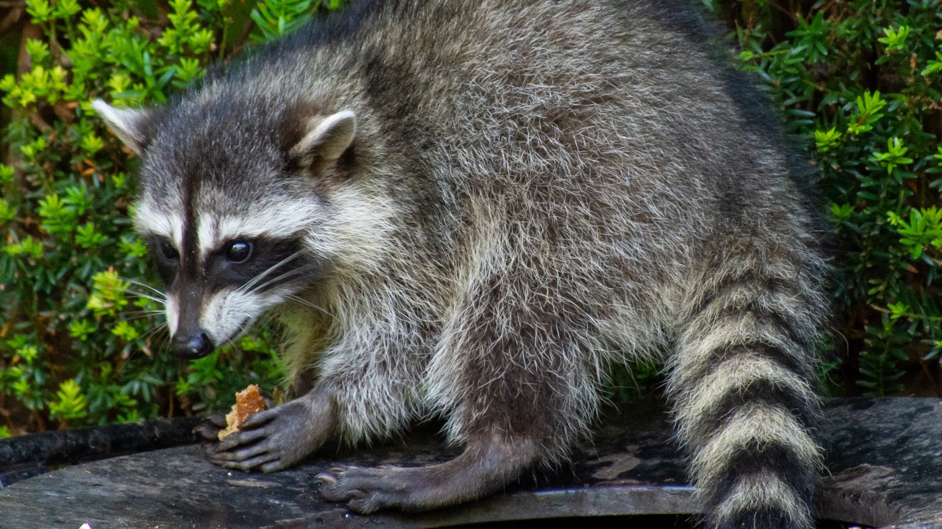 Raccoon tests positive for rabies in Lancaster County, South Carolina ...