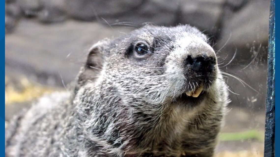 In memoriam: Queen Charlotte the groundhog has passed | wcnc.com