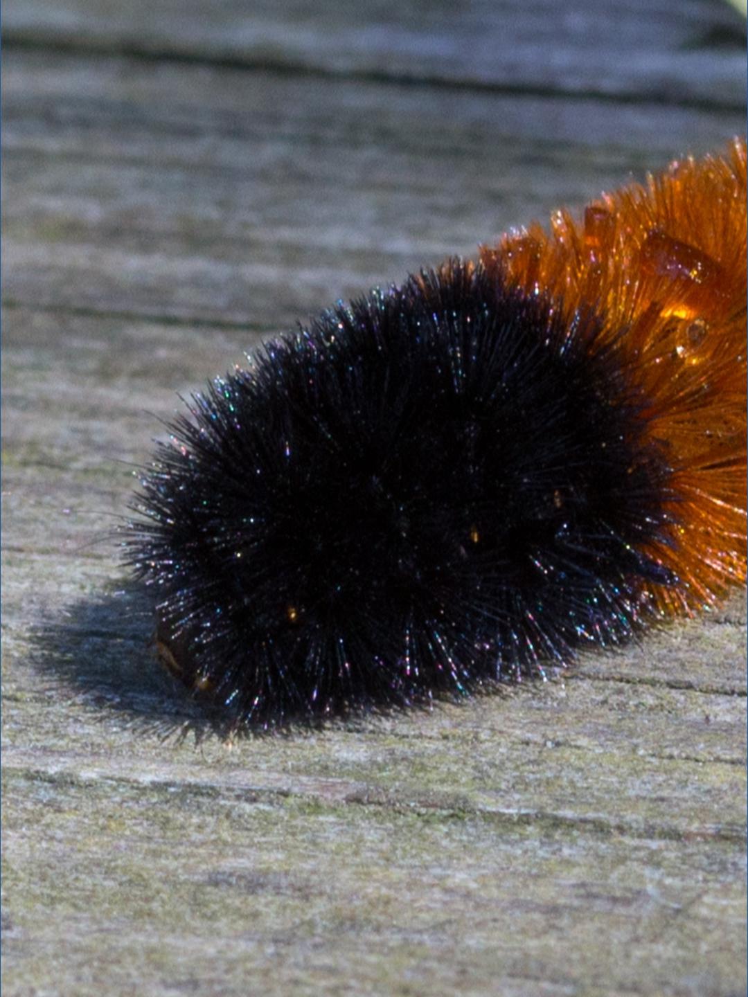 Behind the folklore: How woolly worms connect to the winter weather ...
