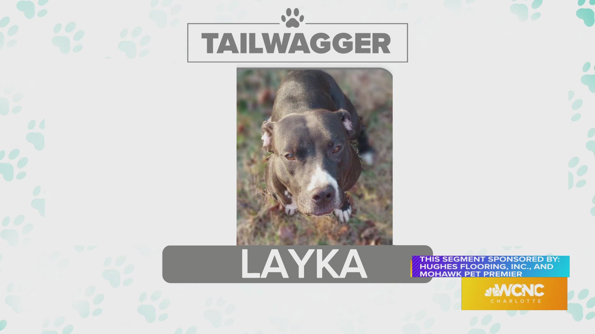 Today's Tuesday Tailwagger is Layka - sponsored by Hughes Flooring Inc ...