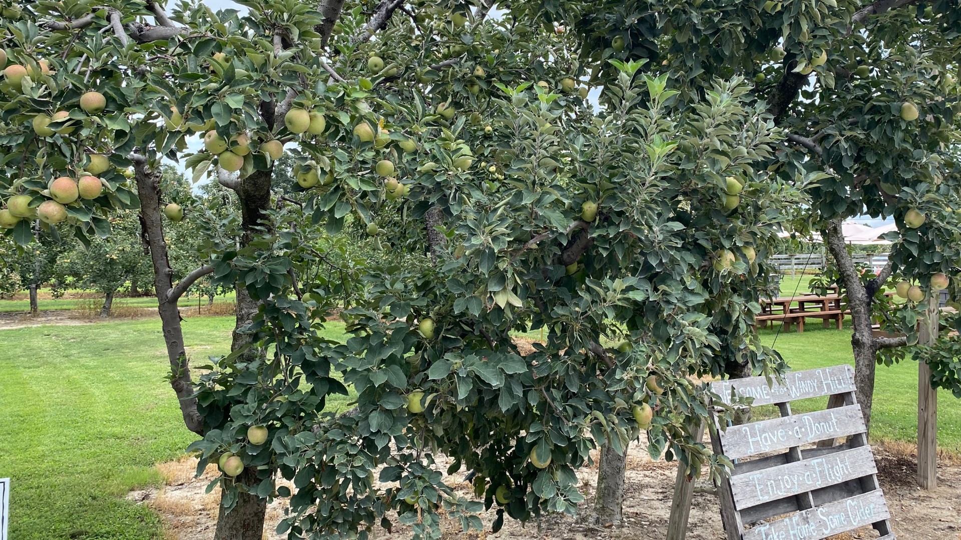 Windy Hill Orchard & Cider Mill: A hidden gem for fall family fun ...